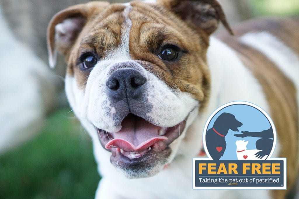 Fear Free Pets: animais mais felizes através da educação • It Pet Blog